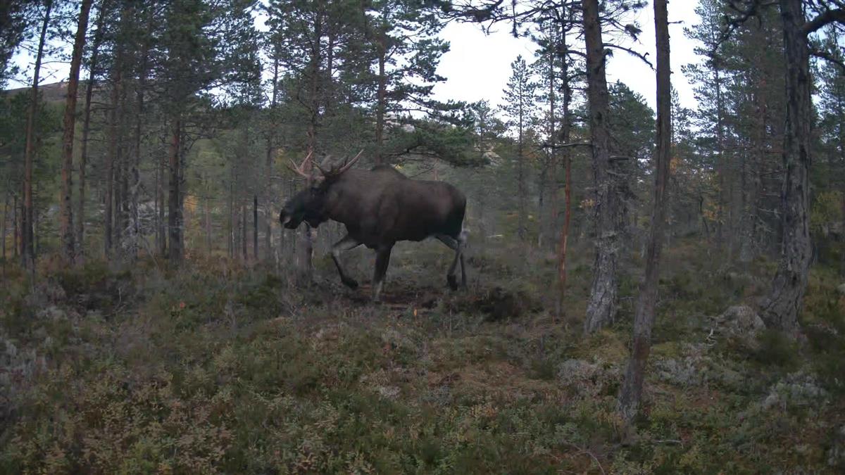 Høring kommunale målsettinger for hjortevilt i Midt-Telemark kommune ...